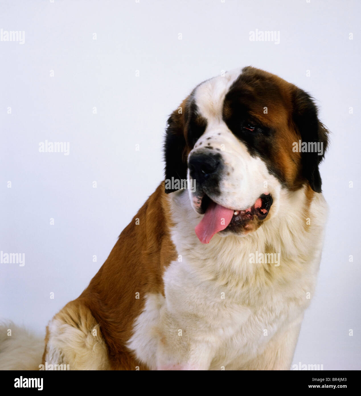 St Bernard; Portrait Of A Dog Stock Photo - Alamy