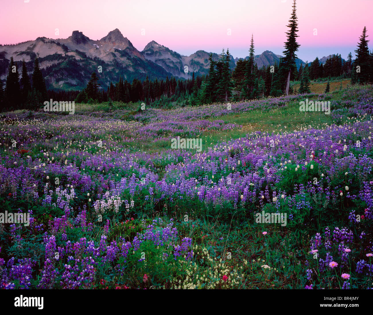 Mount Rainier National Park, WA: Sunrise at Mazama Ridge with the ...