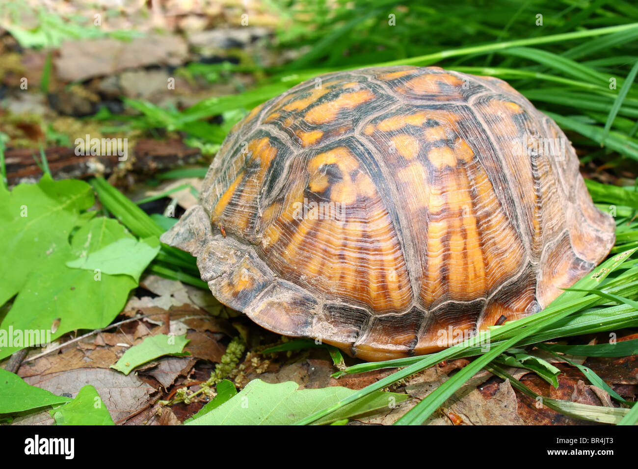 Forest box turtle hi-res stock photography and images - Alamy