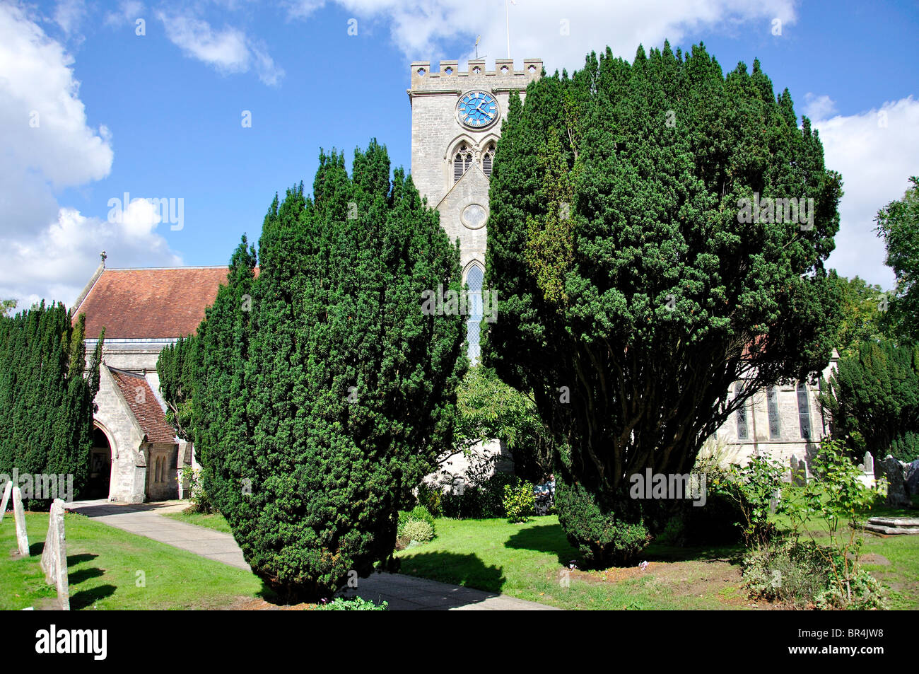 Yew trees in churchyard, Parish Church of St Peter and St Paul ...
