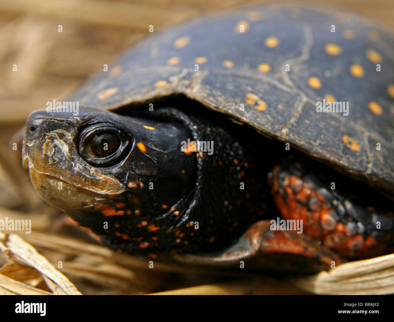 Adult Spotted Turtle (Clemmys guttata) Resting in a Fen in Ontario ...