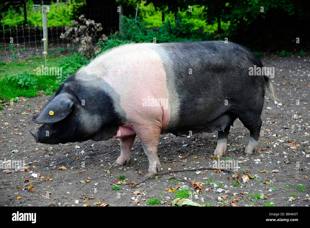 Saddleback Pigs Stock Photos & Saddleback Pigs Stock Images - Alamy