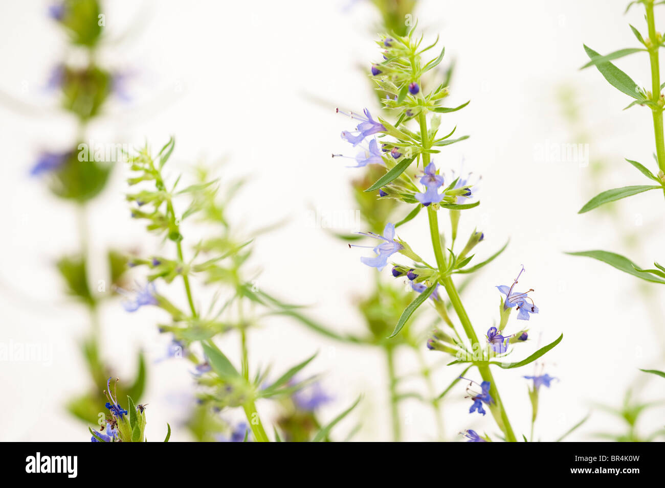 Hyssop, Hyssopus officinalis ‘Blue’ Stock Photo - Alamy