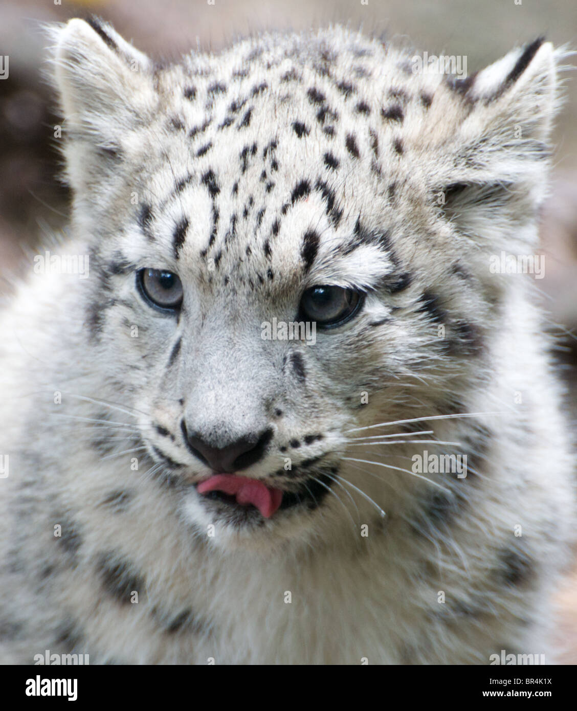Snow leopard cub (close-up Stock Photo - Alamy