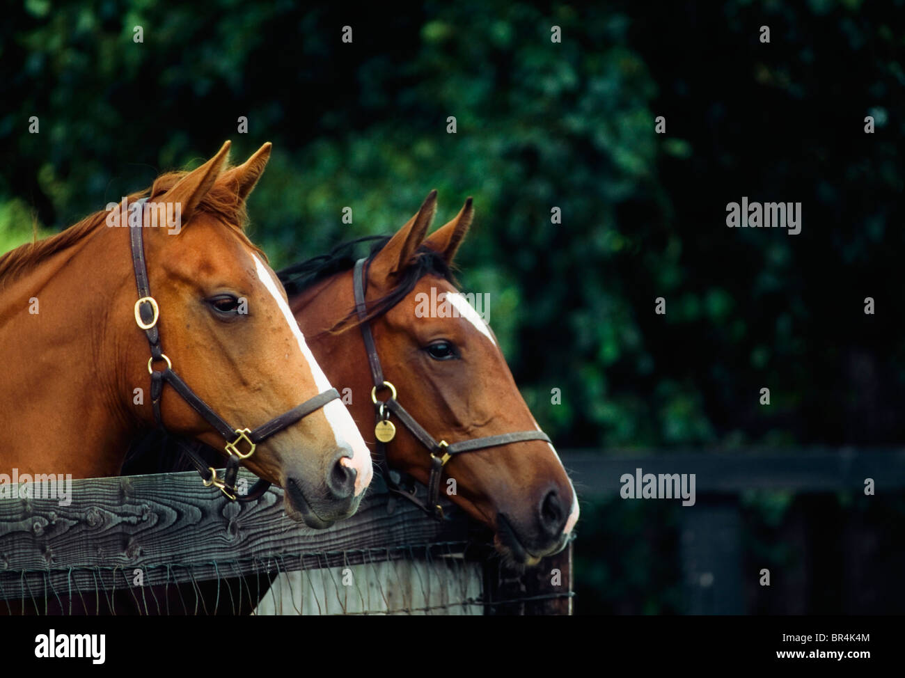 Tree yearlings hi-res stock photography and images - Alamy