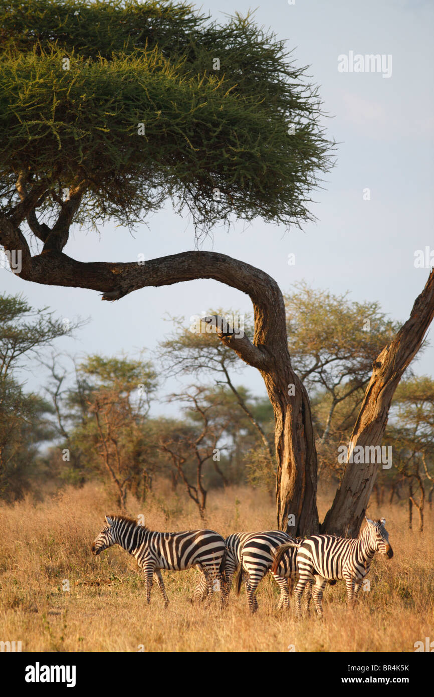Zebra tanzania selous hi-res stock photography and images - Alamy