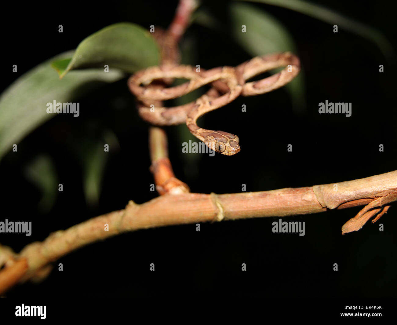 Blunt-Headed Tree Snake isolated in foliage in Costa Rica Stock Photo ...