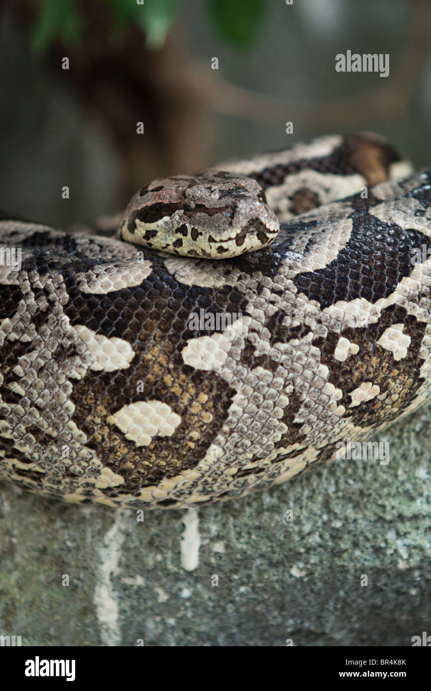 Boa dumerili snake hi-res stock photography and images - Alamy