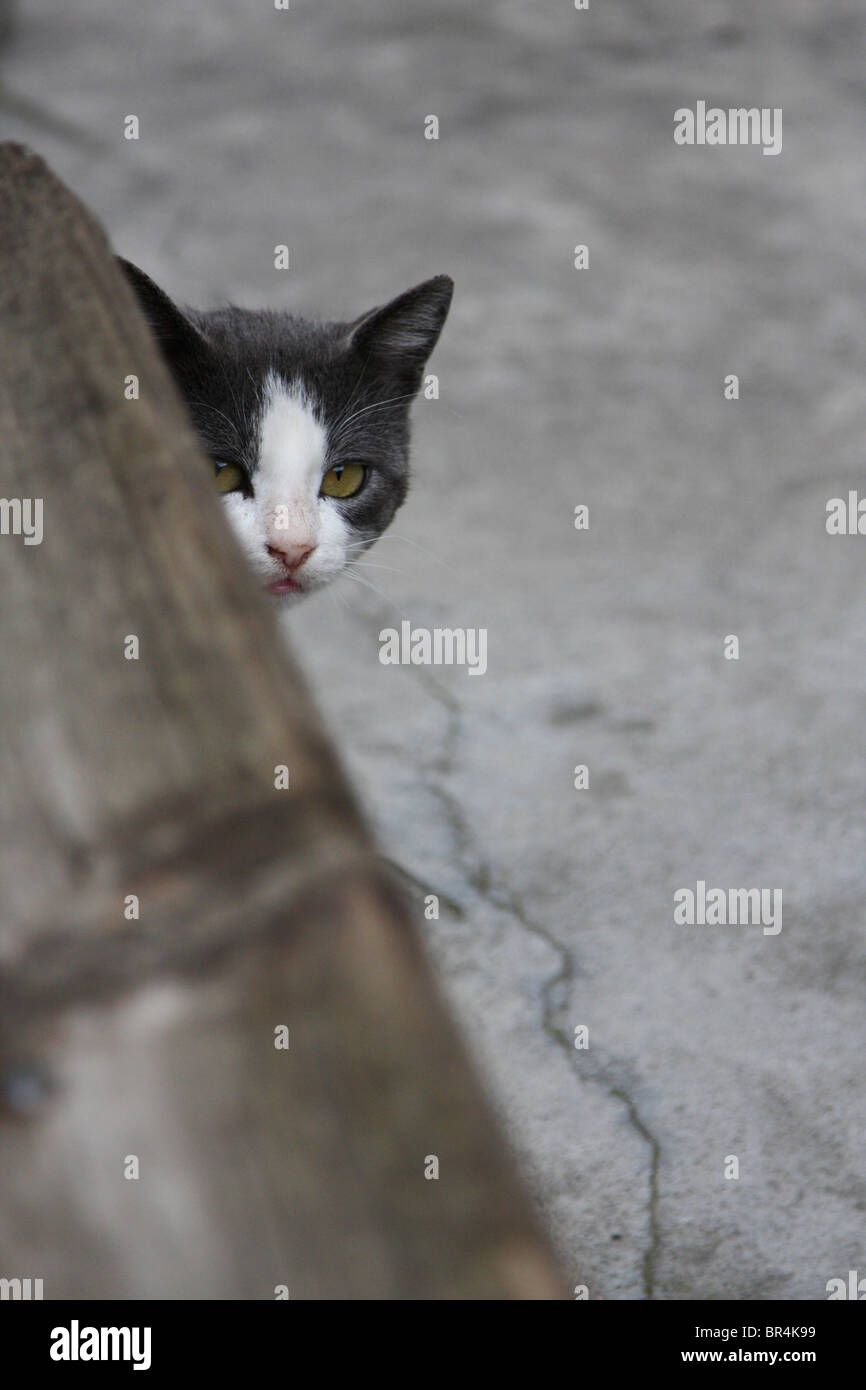 Cat looking into the camera from its hiding place Stock Photo - Alamy