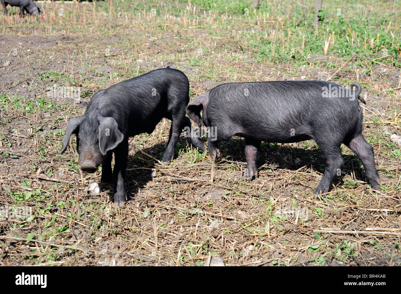 Two large black piglets Stock Photo - Alamy