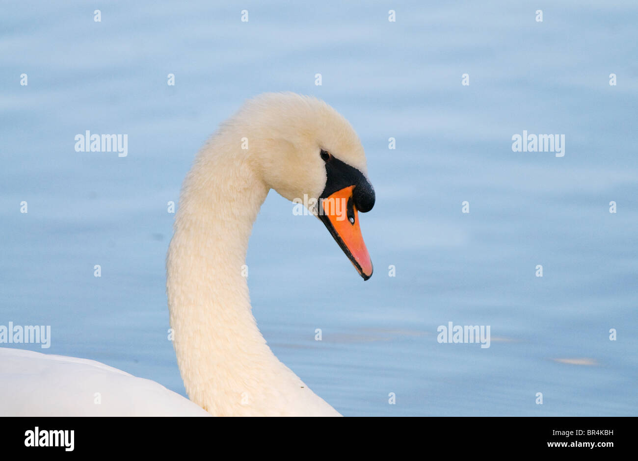 S shape shaped swan hi-res stock photography and images - Alamy