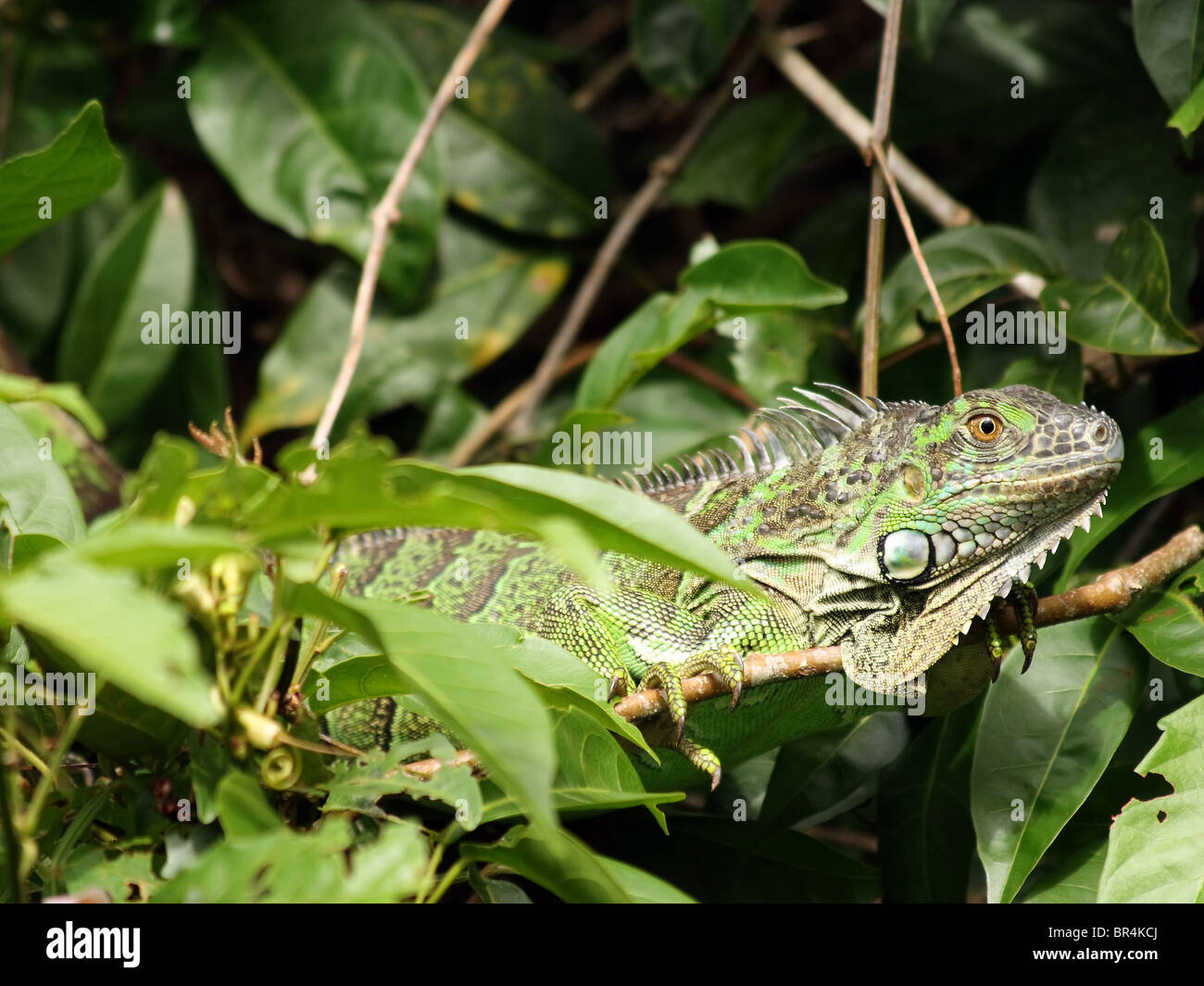 Lush green tress hi-res stock photography and images - Alamy