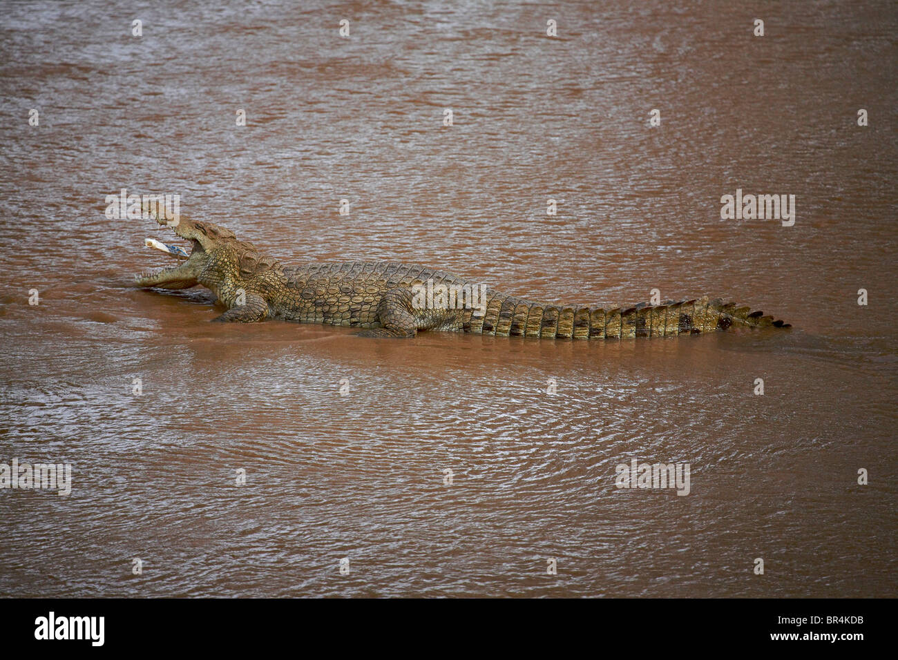 Samburu National Reserve, Kenya, Africa Stock Photo - Alamy