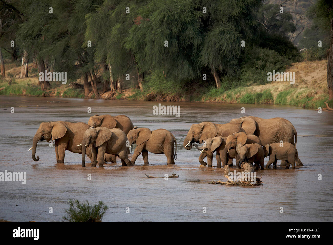 Samburu National Reserve, Kenya, Africa Stock Photo - Alamy