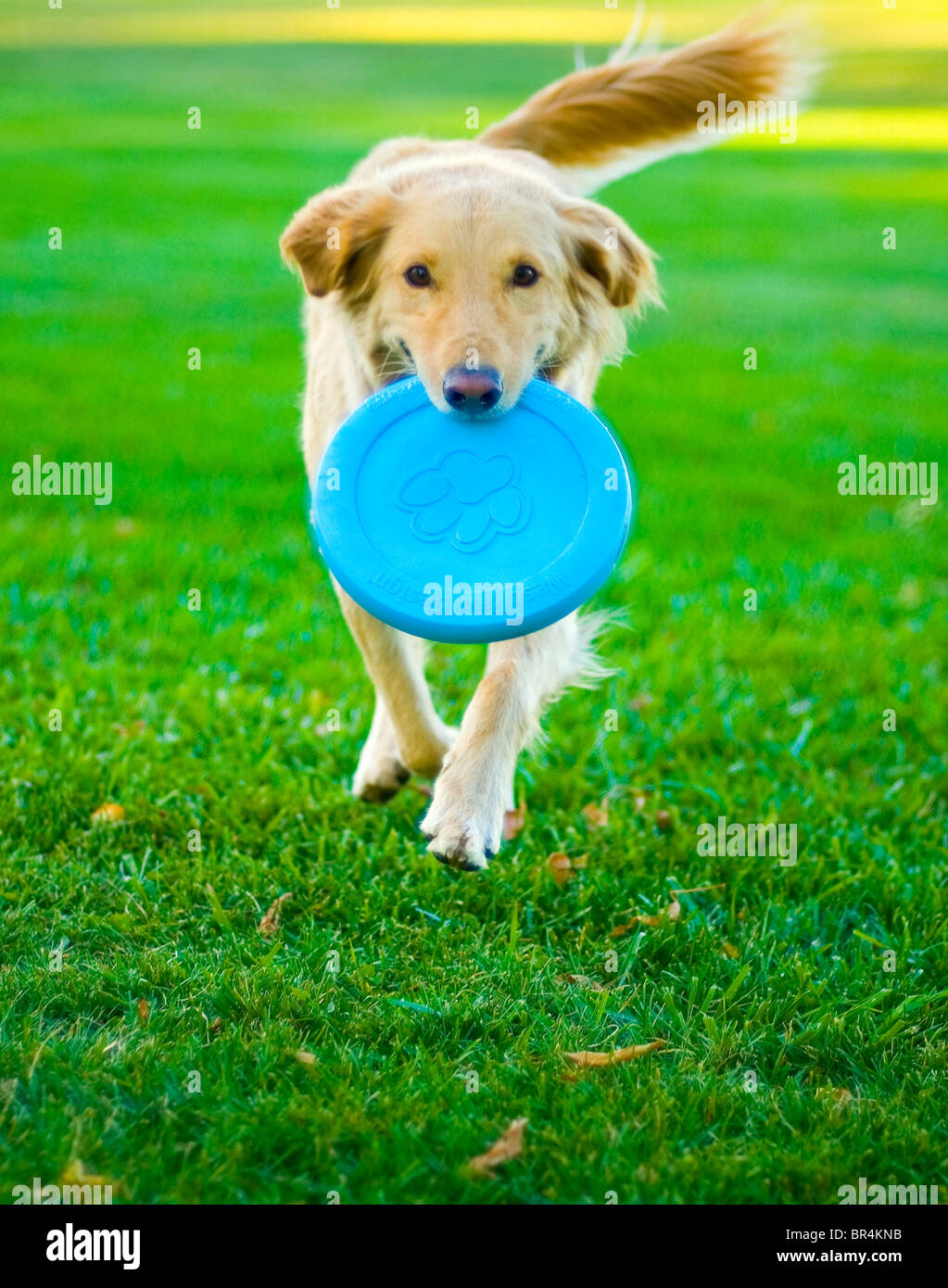 Golden retriever retrieving frisbee hi-res stock photography and images ...