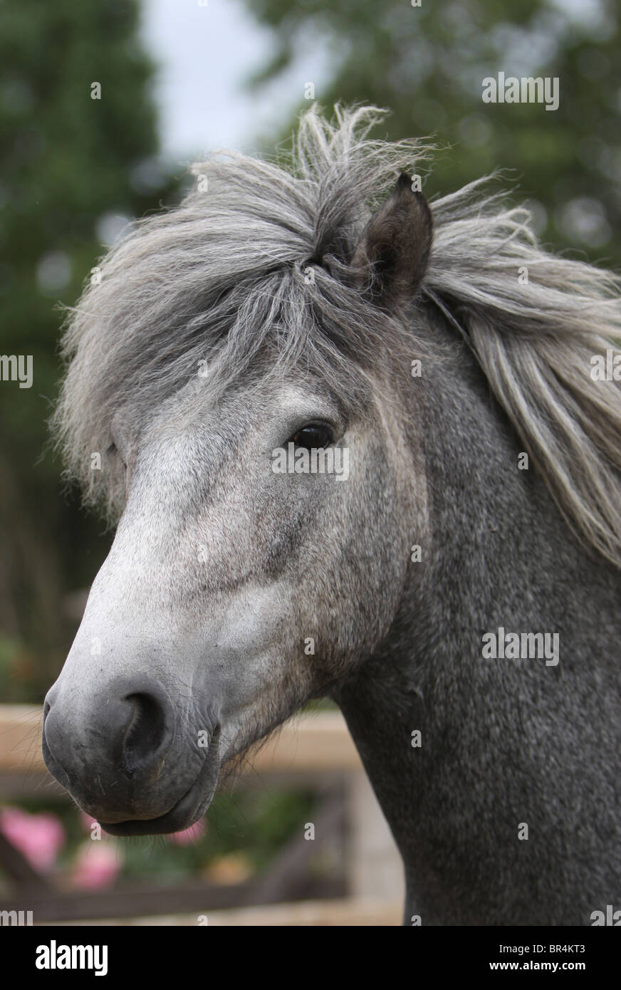 Head portrait of an Eriskay pony colt Stock Photo - Alamy