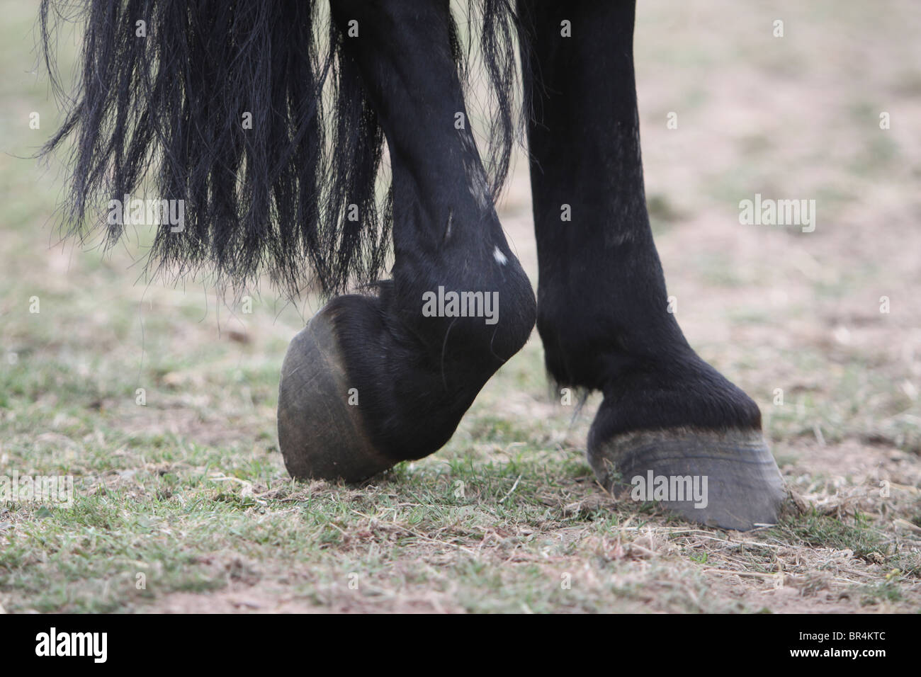 Horse resting hind leg hi-res stock photography and images - Alamy