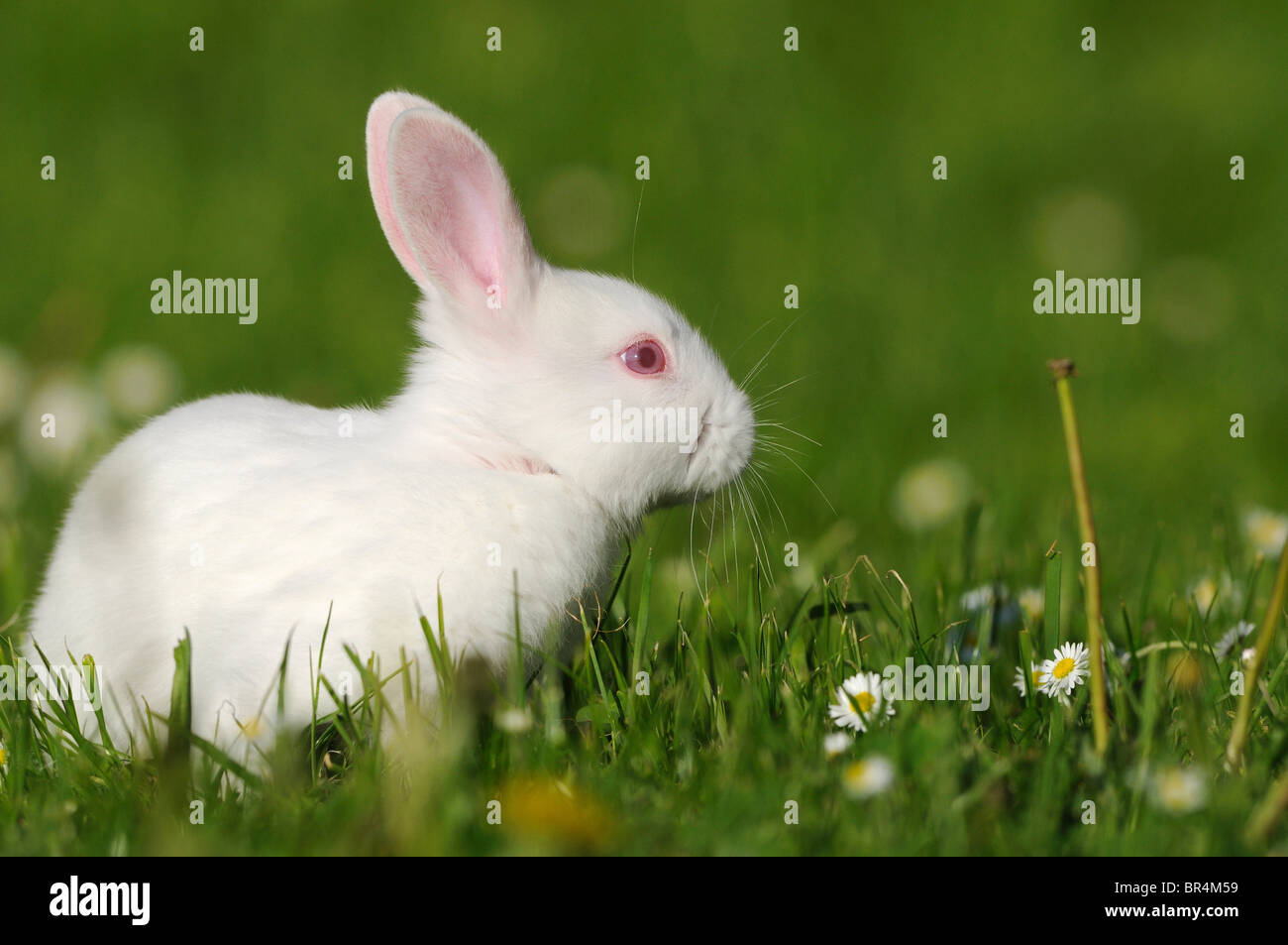 Two rabbits on a meadow Stock Photo - Alamy