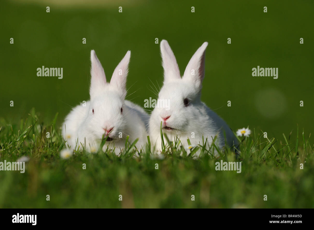 Two rabbits on a meadow Stock Photo - Alamy
