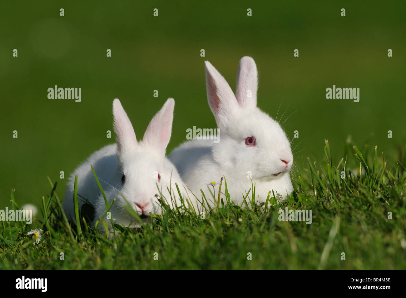 Two rabbits hi-res stock photography and images - Alamy