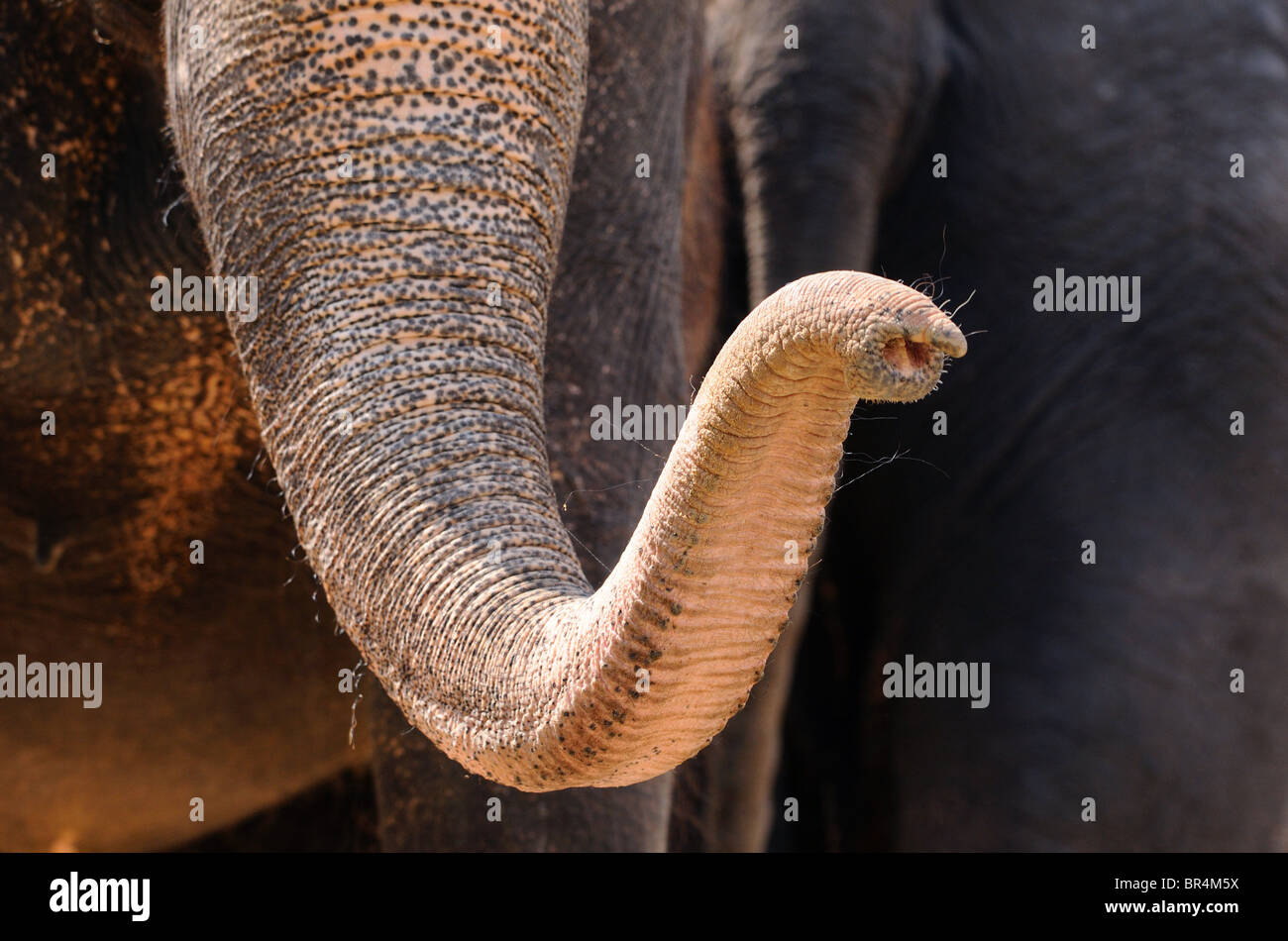 Trunk of an elephant, Elephas maximus Stock Photo - Alamy