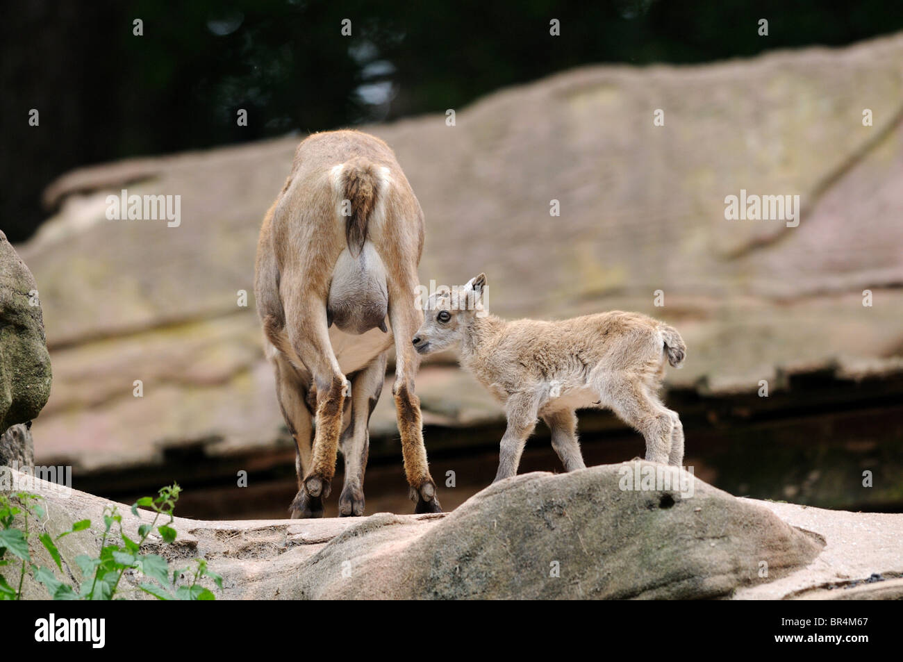 Young dear hi-res stock photography and images - Alamy