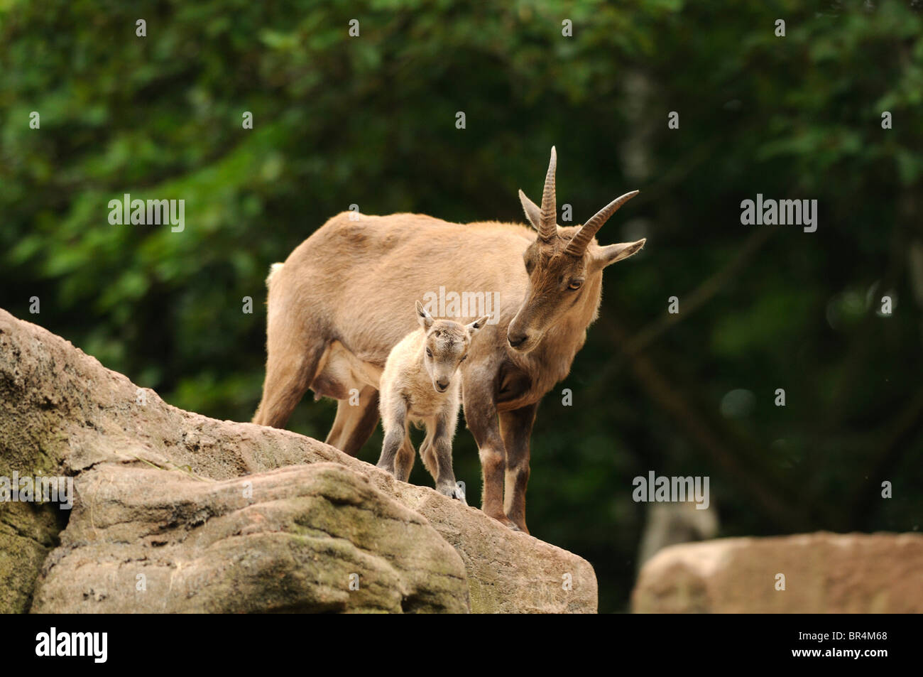 Capra ibex and young dear Stock Photo - Alamy