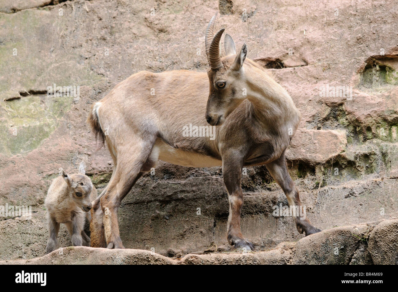 View young alpine ibex hi-res stock photography and images - Alamy