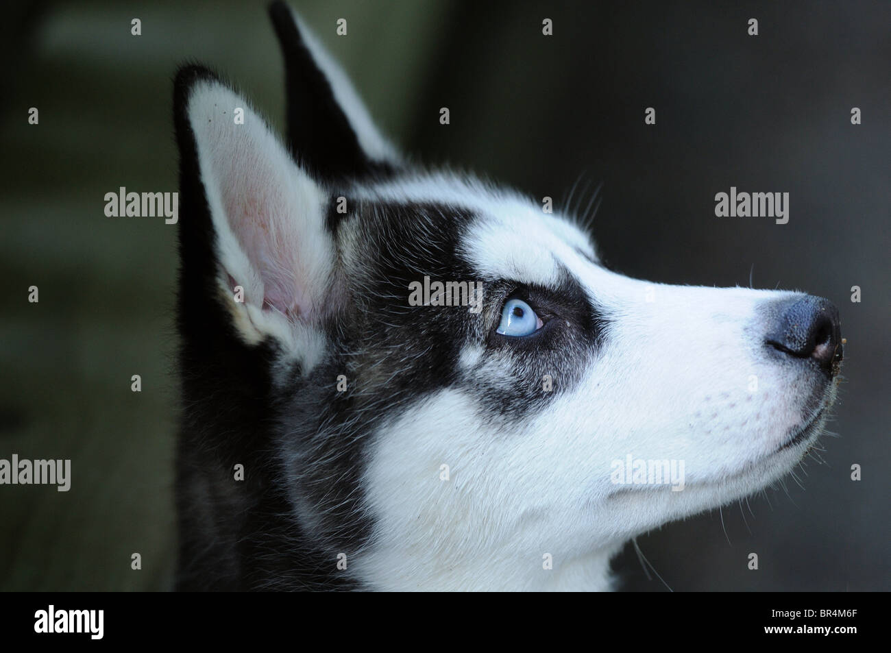 Close up profile husky dog hi-res stock photography and images - Alamy