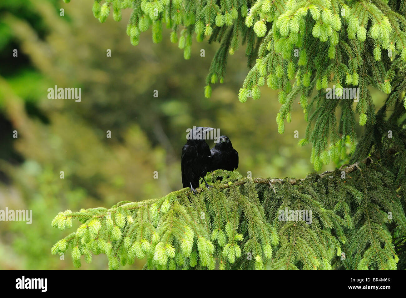 Raven looking down hi-res stock photography and images - Alamy