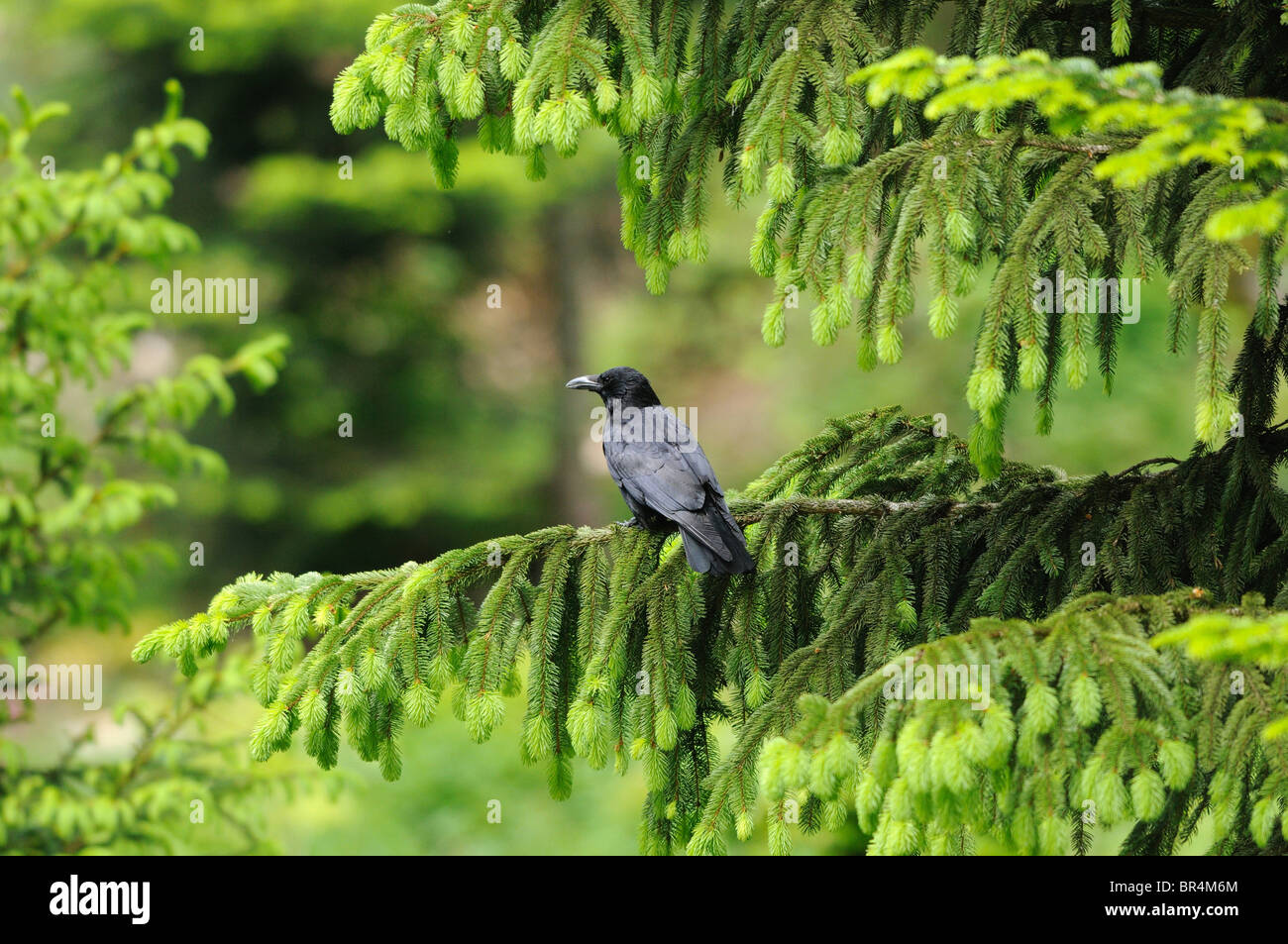 Common raven, Corvus corax, Germany Stock Photo - Alamy