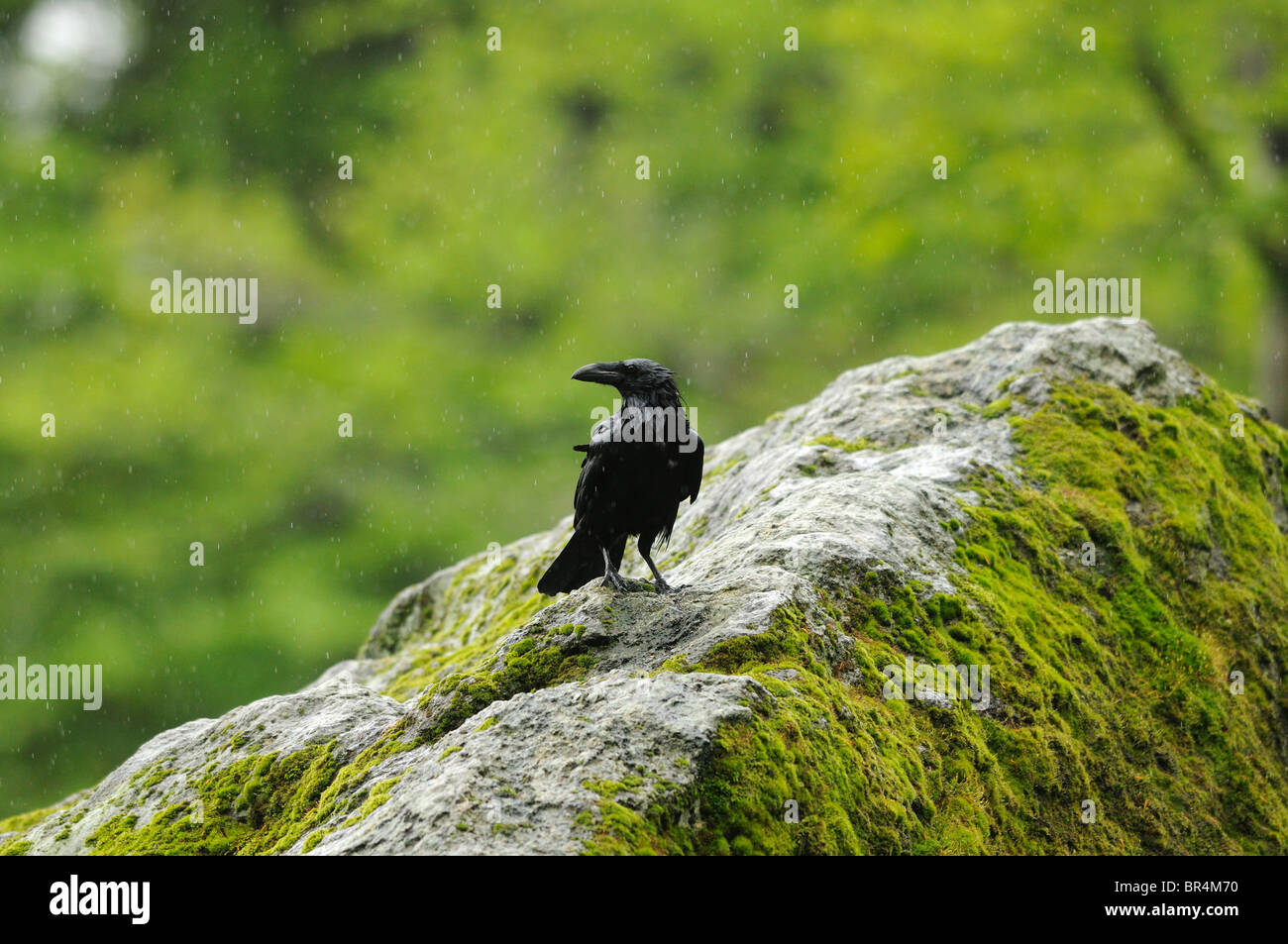 Raven looking down hi-res stock photography and images - Alamy