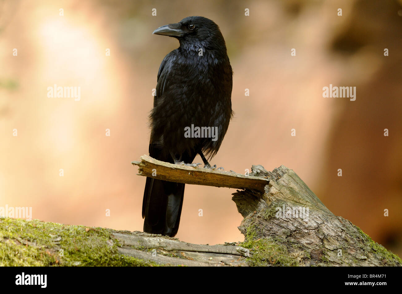 Common raven, Corvus corax, Germany, Europe Stock Photo - Alamy