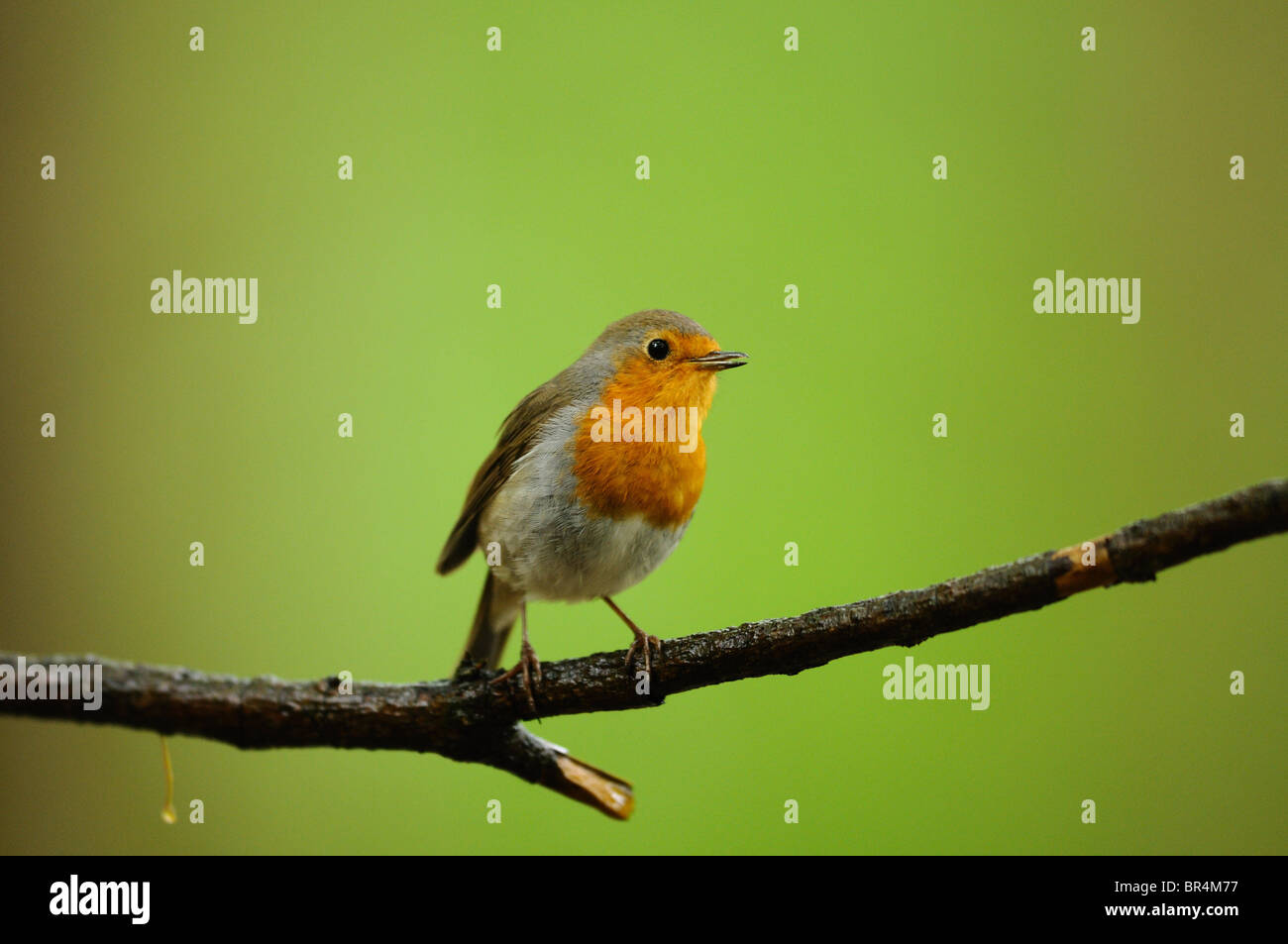 Robin photograph hi-res stock photography and images - Alamy