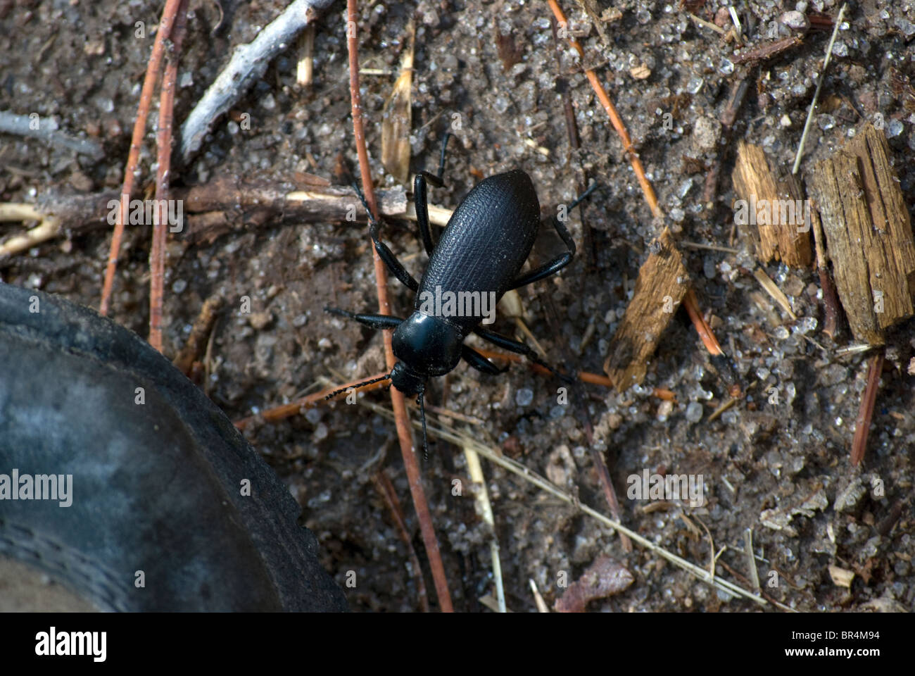 A Stink Beetle, otherwise known as a Pincate Beetle, (Eleodes obscurus ...