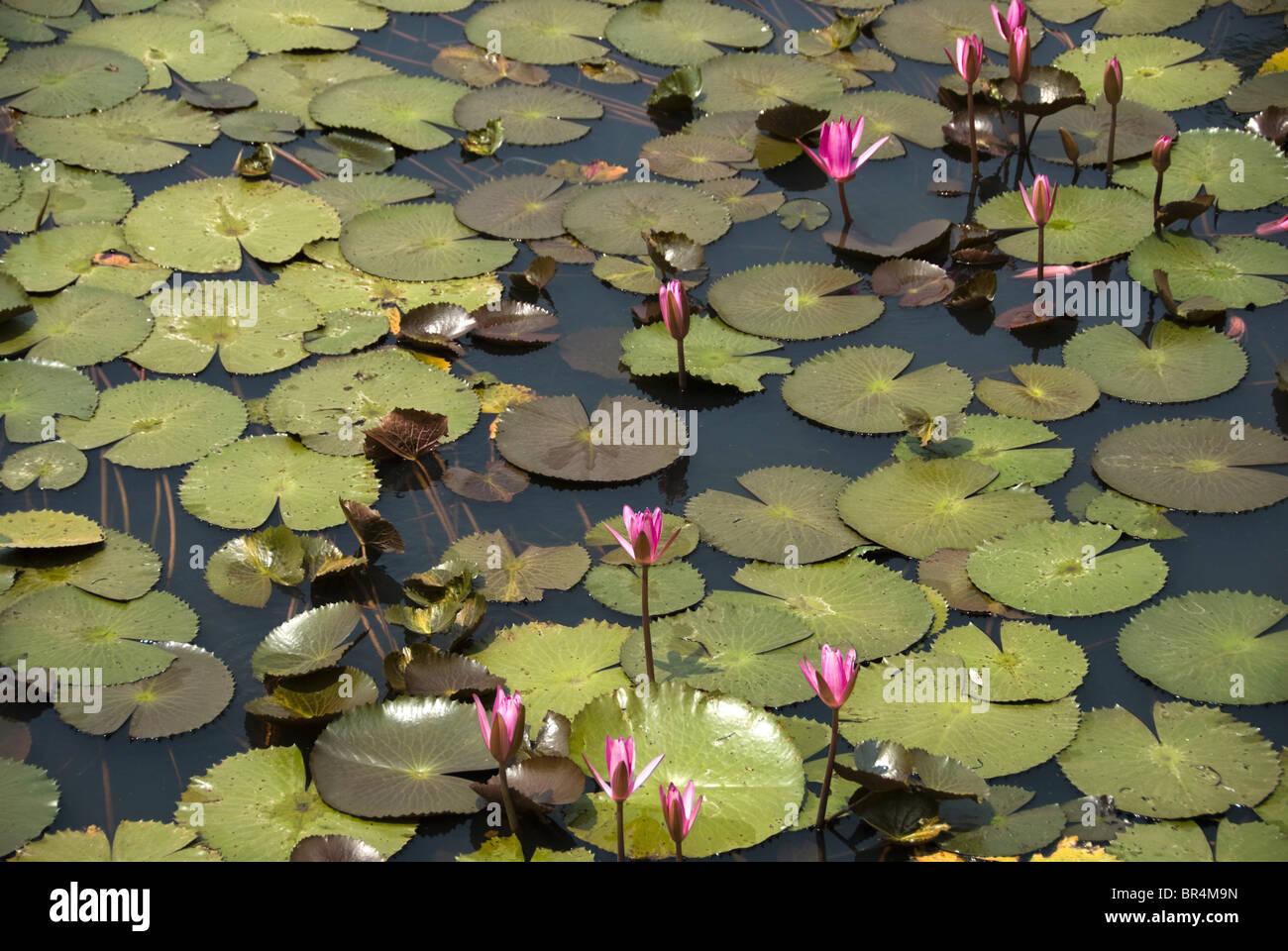Nelumbo nucifera south asia hi-res stock photography and images - Alamy