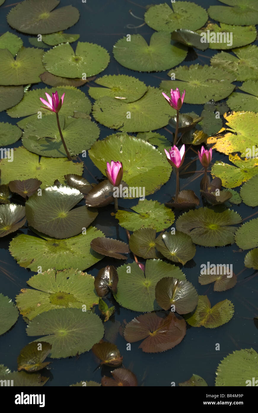 Sacred Lotus (Nelumbo nucifera) on water, Thailand Stock Photo - Alamy