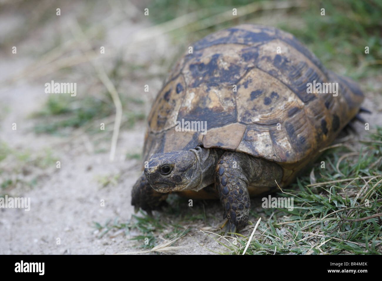 Spur-thighed Tortoise (Testudo graeca), Bulgaria Stock Photo - Alamy