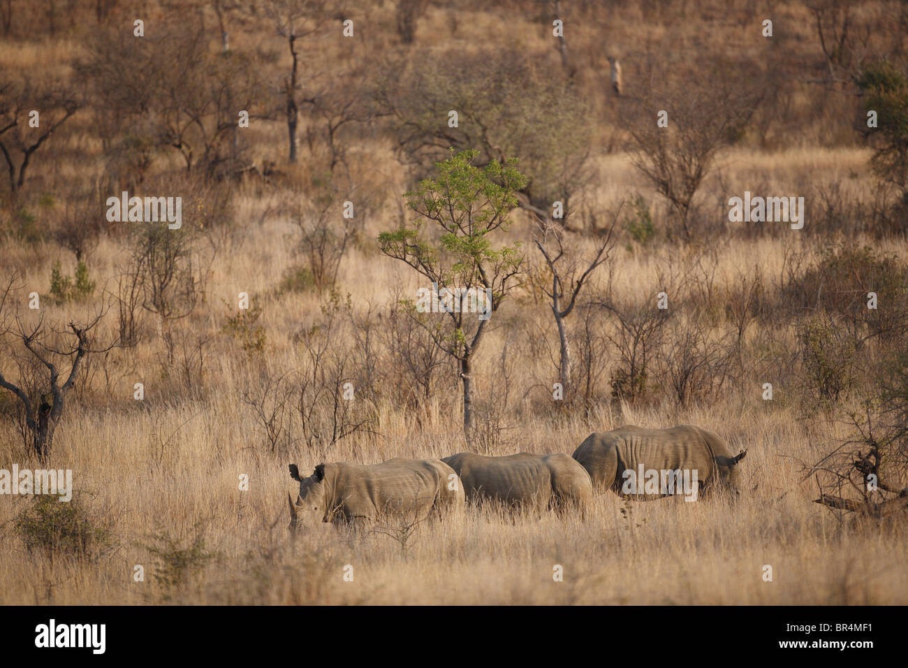 Three White Rhinoceri (Ceratotherium simum) in the savannah ...