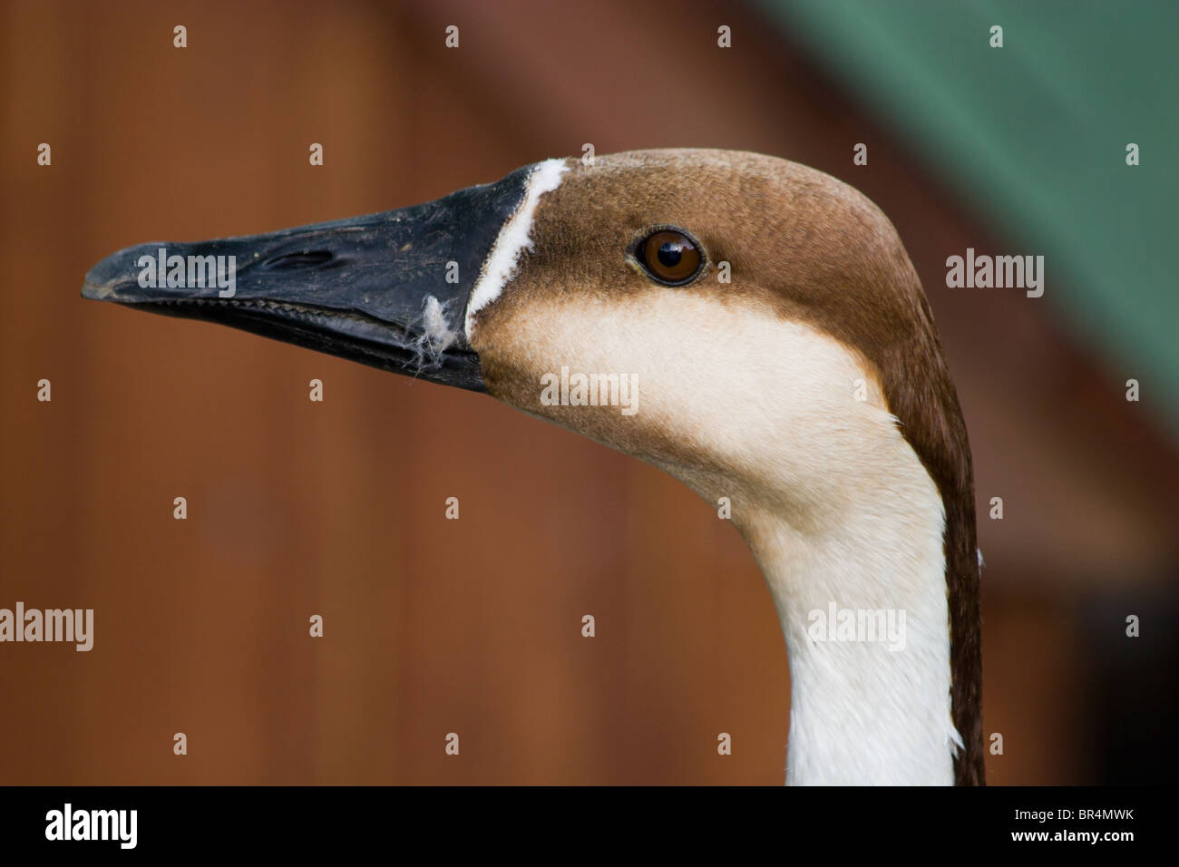 The Goose (Anser) is in a city zoo. Close up Stock Photo - Alamy