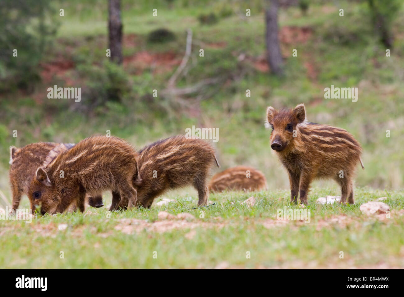 Boar piglets hi-res stock photography and images - Alamy