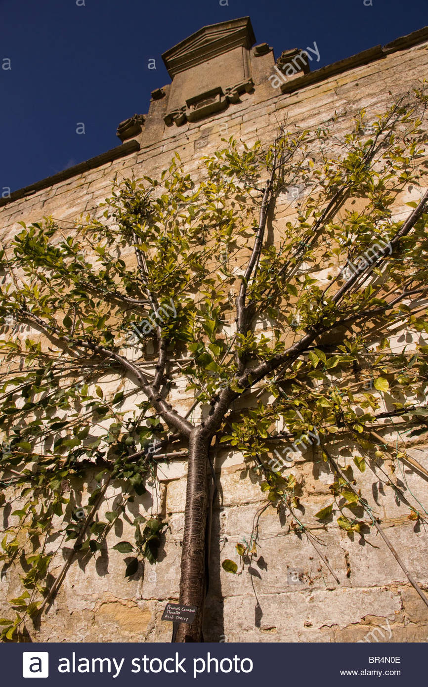 Morello Cherry Tree High Resolution Stock Photography and Images - Alamy