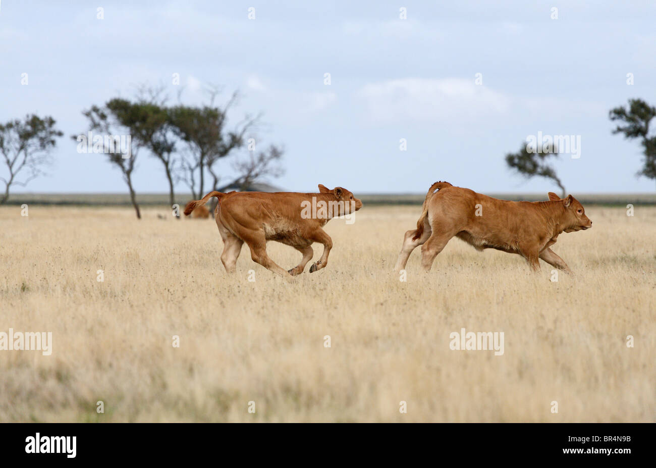Running calves on a meadow near de Cockstorp Stock Photo - Alamy