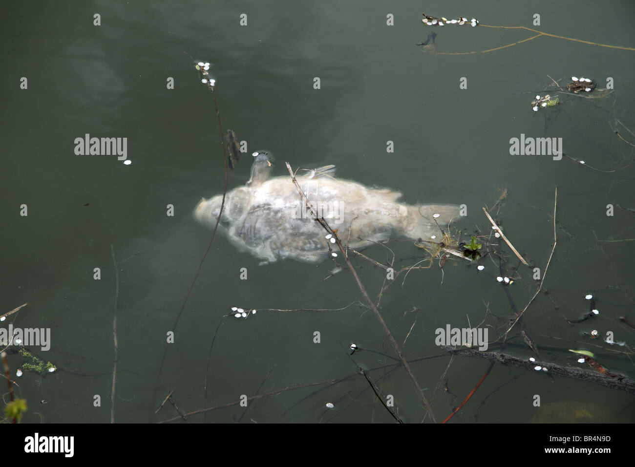 Dead carp in a pond hi-res stock photography and images - Alamy