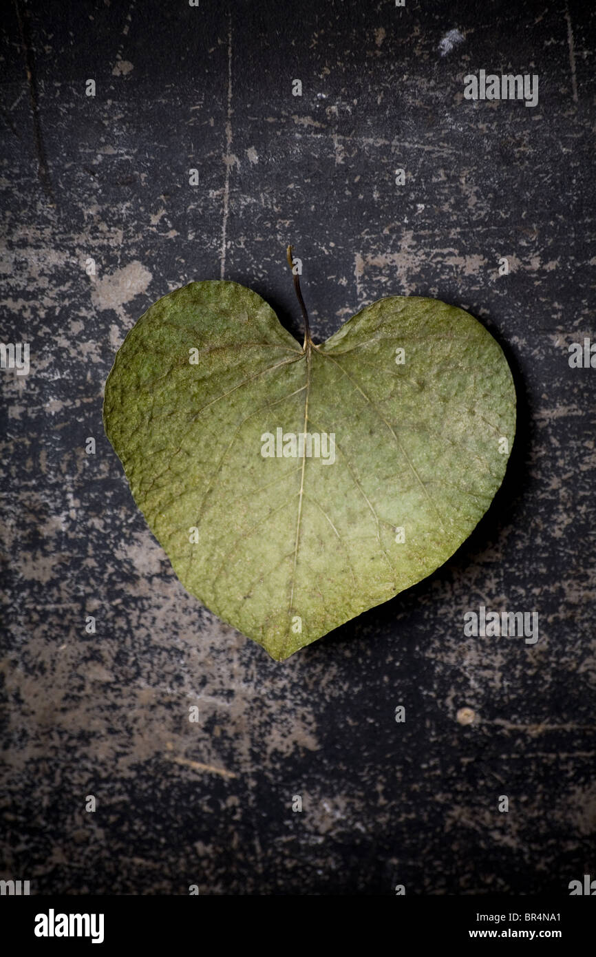 Shaped leaf hi-res stock photography and images - Alamy