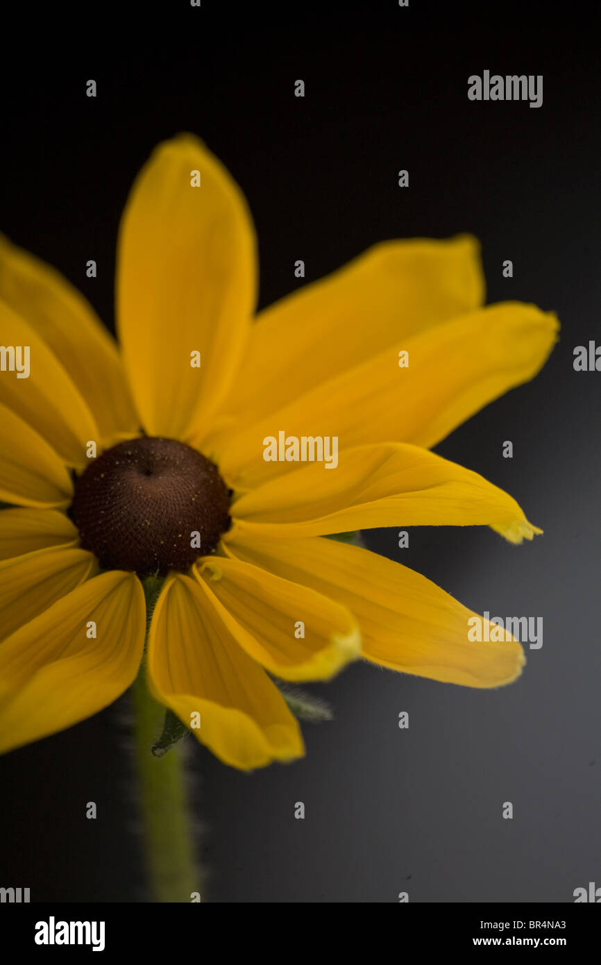 Yellow flower blossom Stock Photo - Alamy