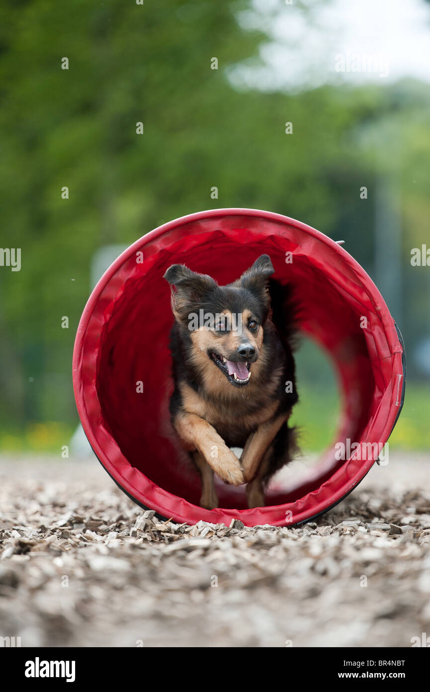 Dog on playground running through pipe Stock Photo - Alamy