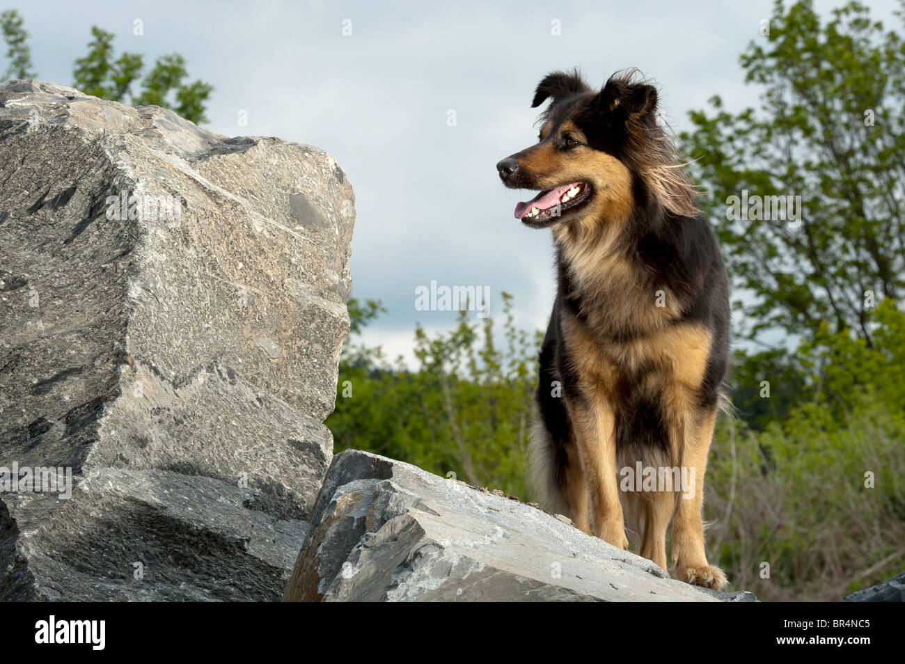 Dog standing on rock Stock Photo - Alamy