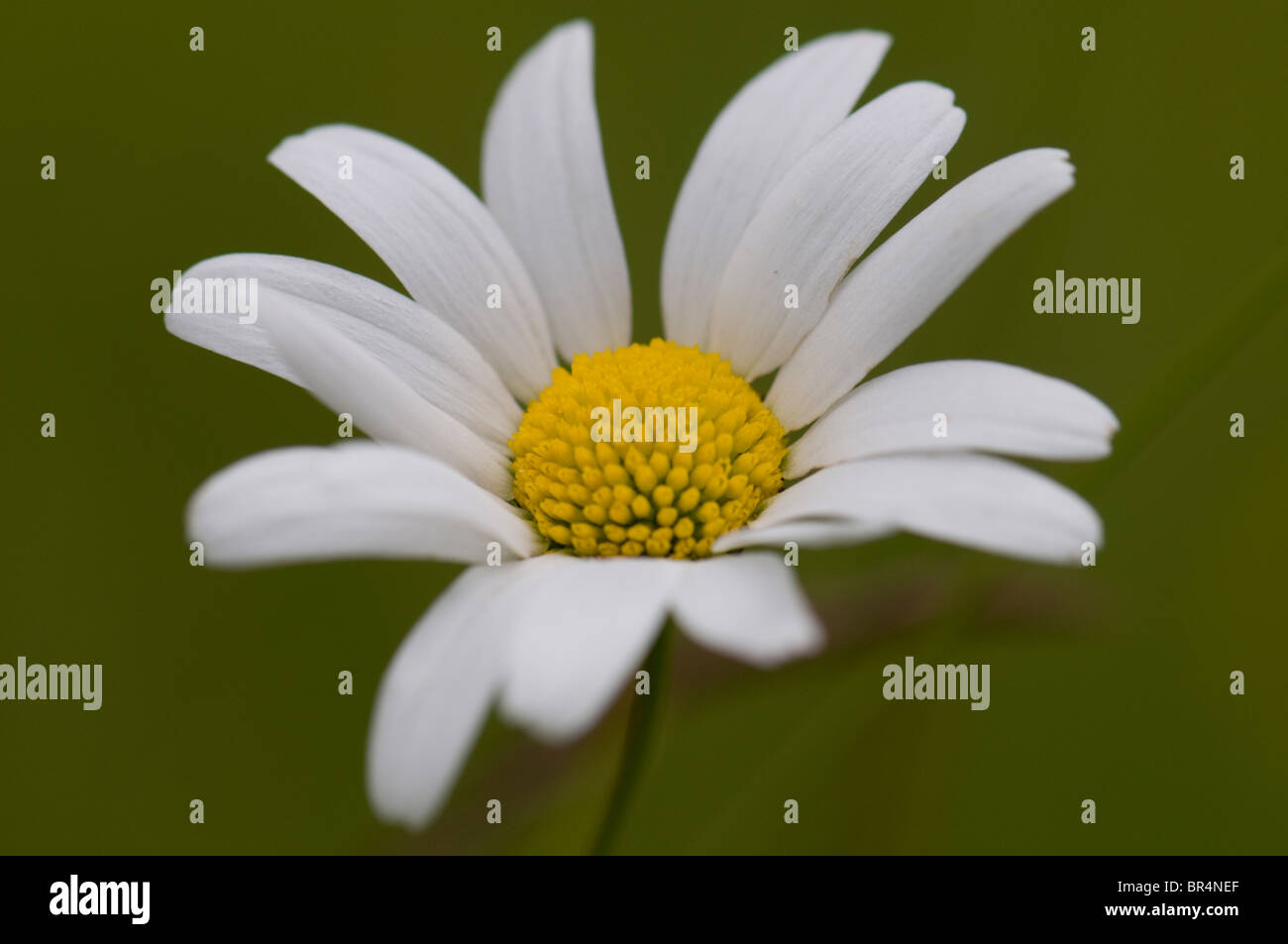 Tiny daisy hi-res stock photography and images - Alamy