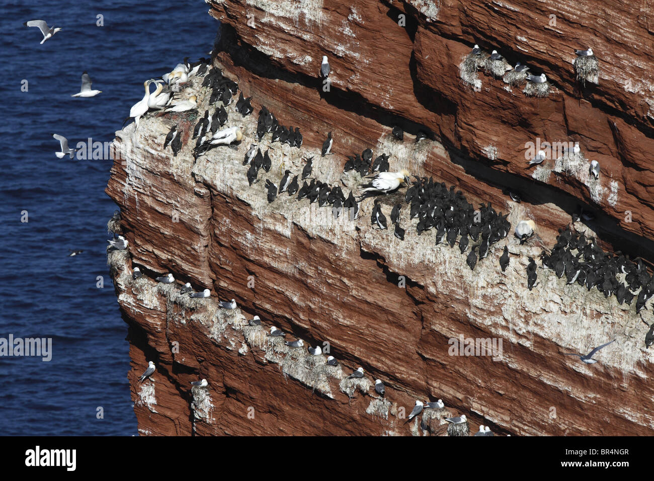 Bird sanctuary breeding Common Murres (Uria aalge) Black-legged ...